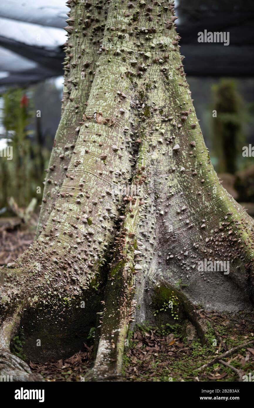 Orchid Tree Trees High Resolution Stock Photography and Images - Alamy
