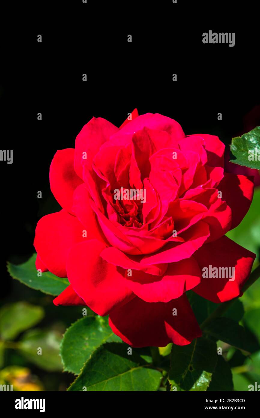 Close up photo of a red rose in a garden isolated Stock Photo - Alamy