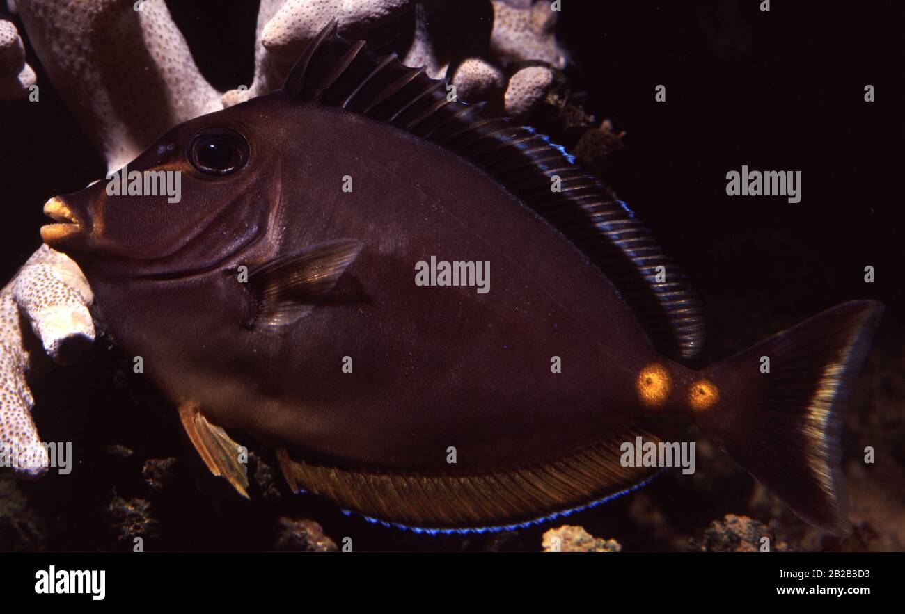 Orangespine unicornfish, Naso lituratus Stock Photo - Alamy