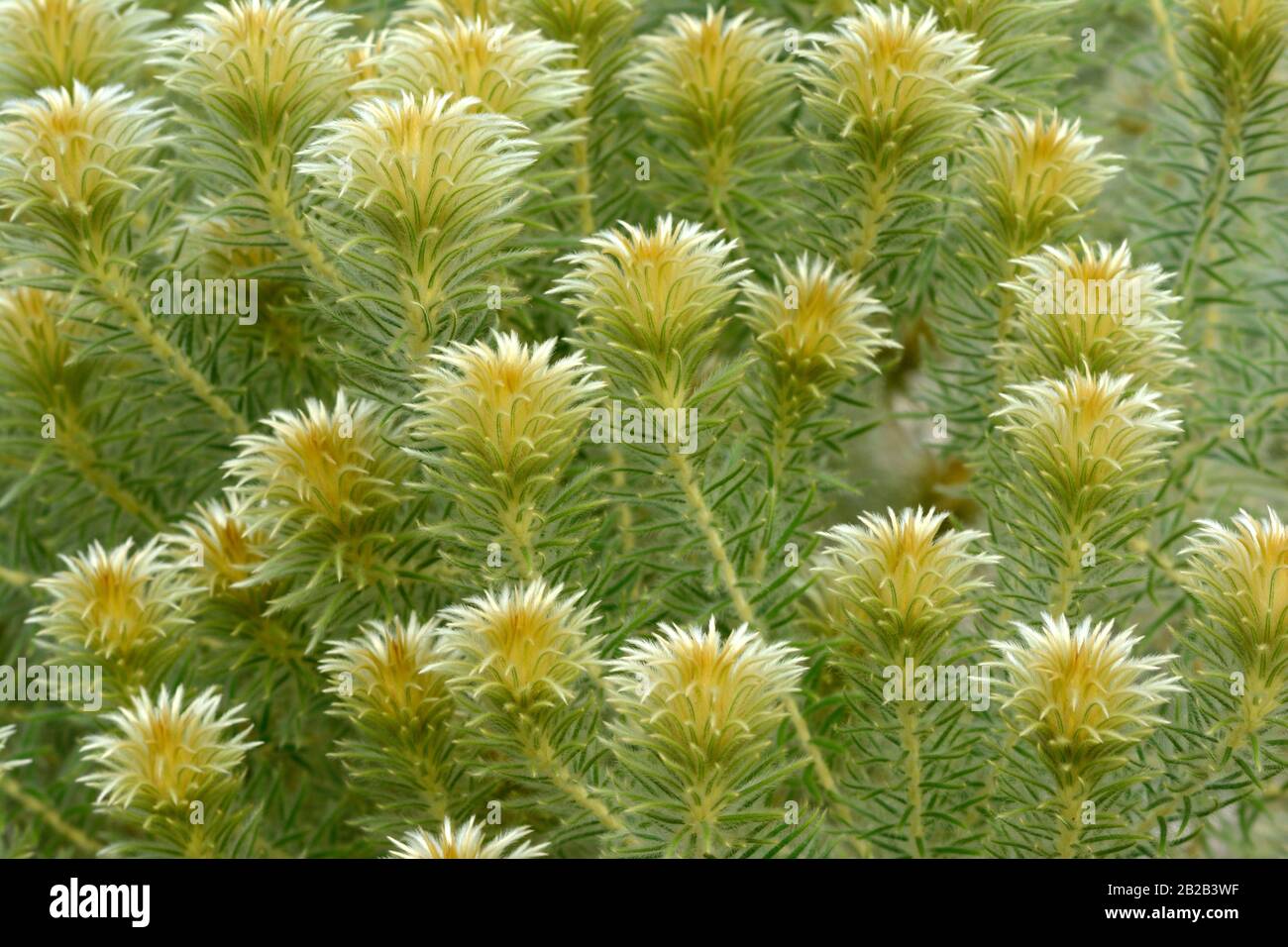 Phylica pubencens hi-res stock photography and images - Alamy