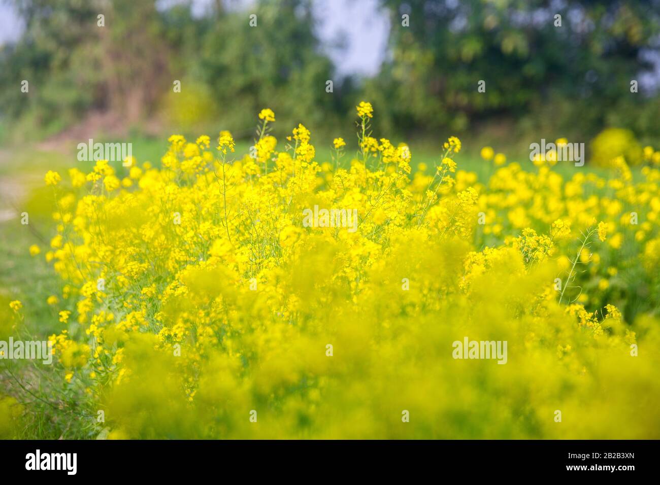 Bangladeshi flower hi-res stock photography and images - Alamy