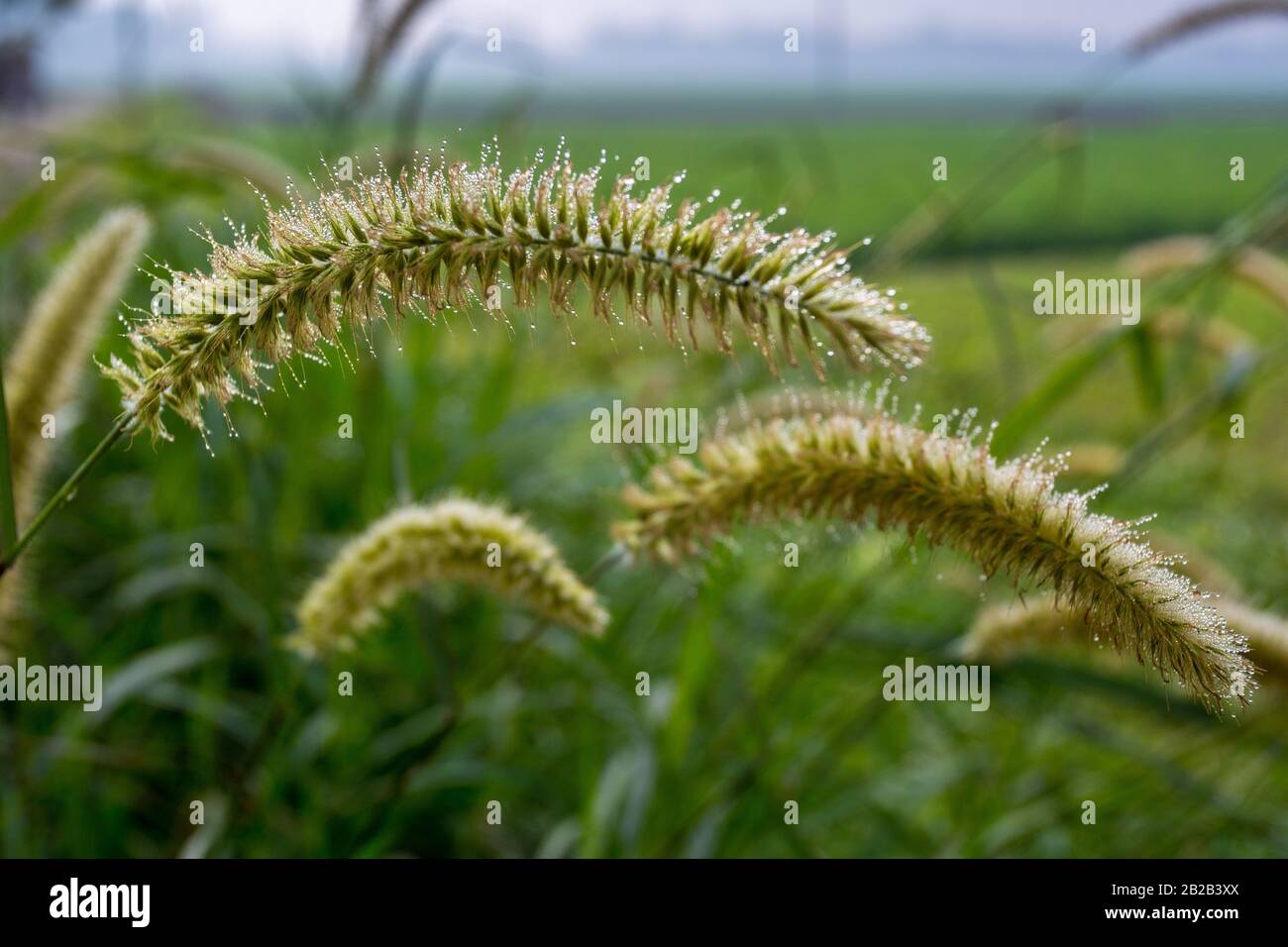 Water Foxtail High Resolution Stock Photography and Images - Alamy