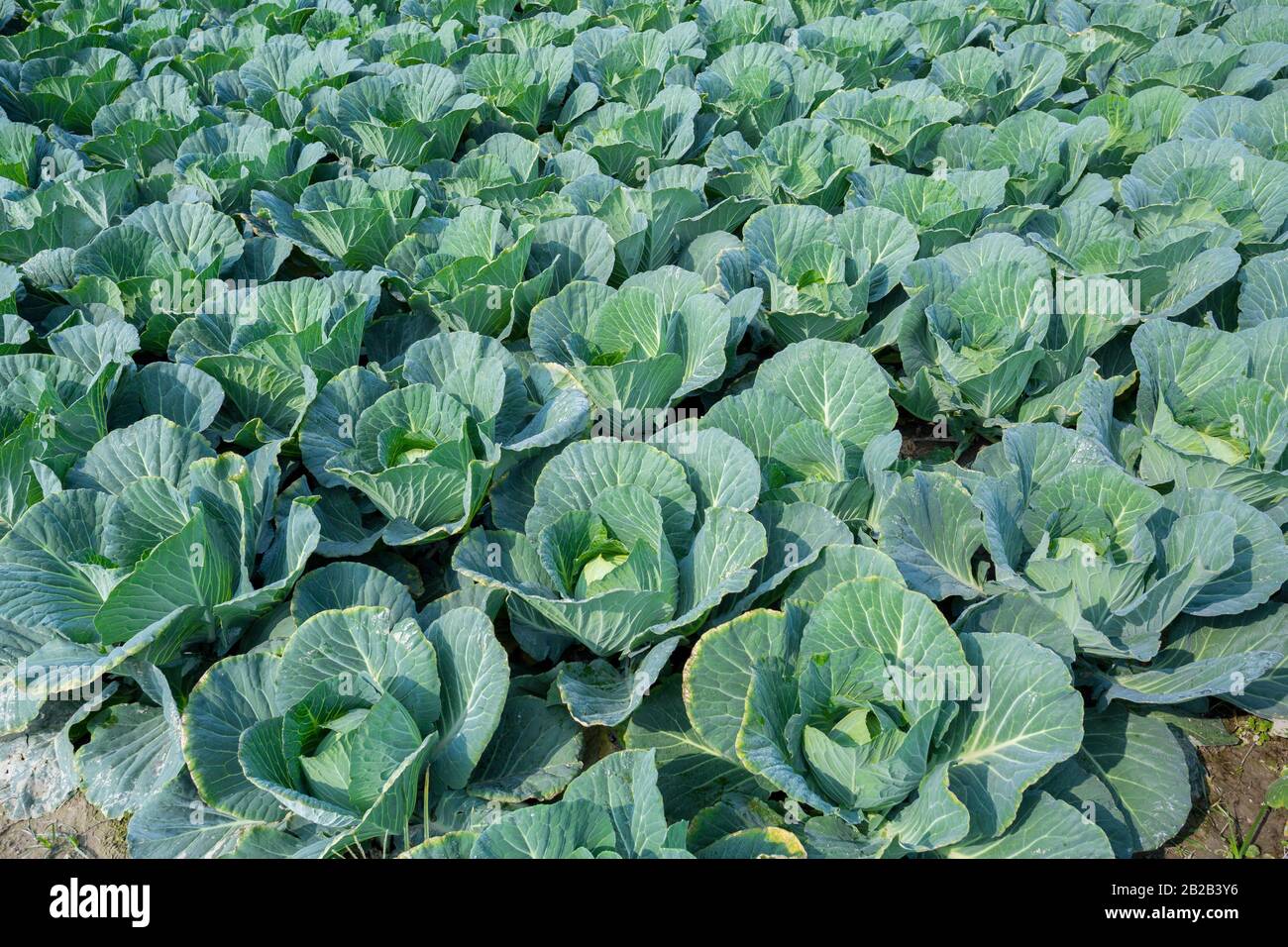 Chinese cabbage field hi-res stock photography and images - Alamy