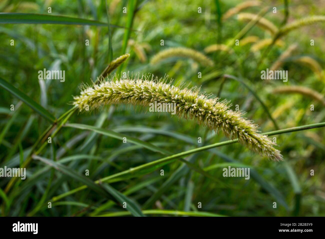 Water Foxtail High Resolution Stock Photography and Images - Alamy