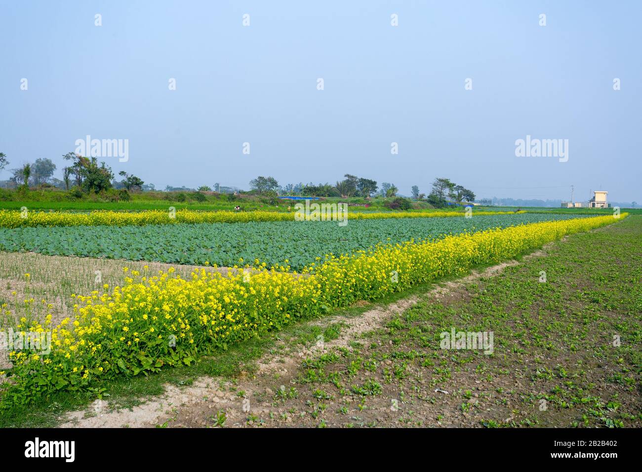Mustard fields pattern hi-res stock photography and images - Alamy
