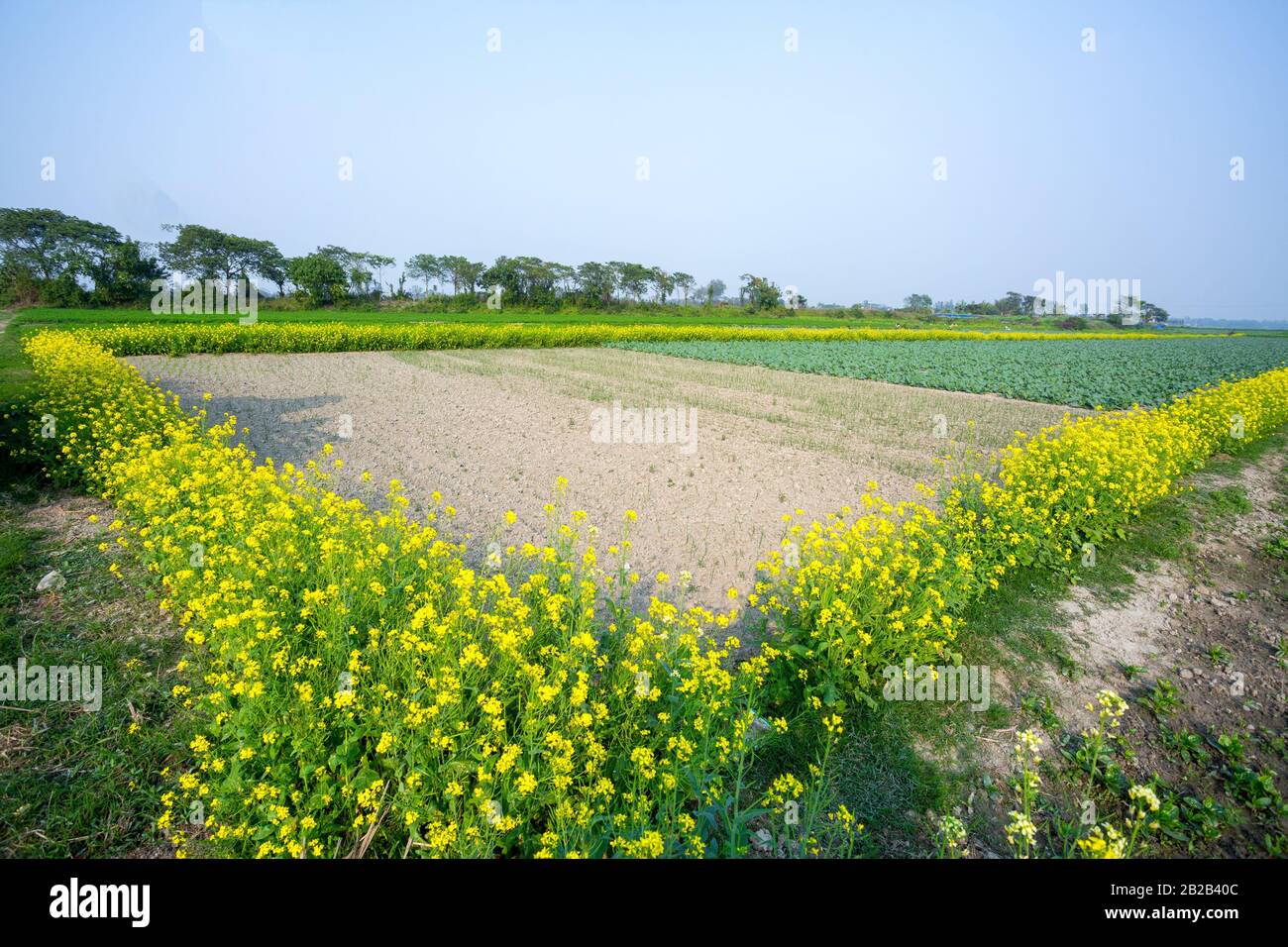 Mustard fields pattern hi-res stock photography and images - Alamy