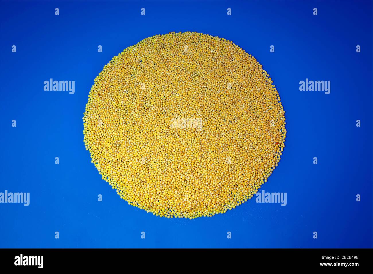 Kernels millet high resolution closeup. A circle of yellow millet ...