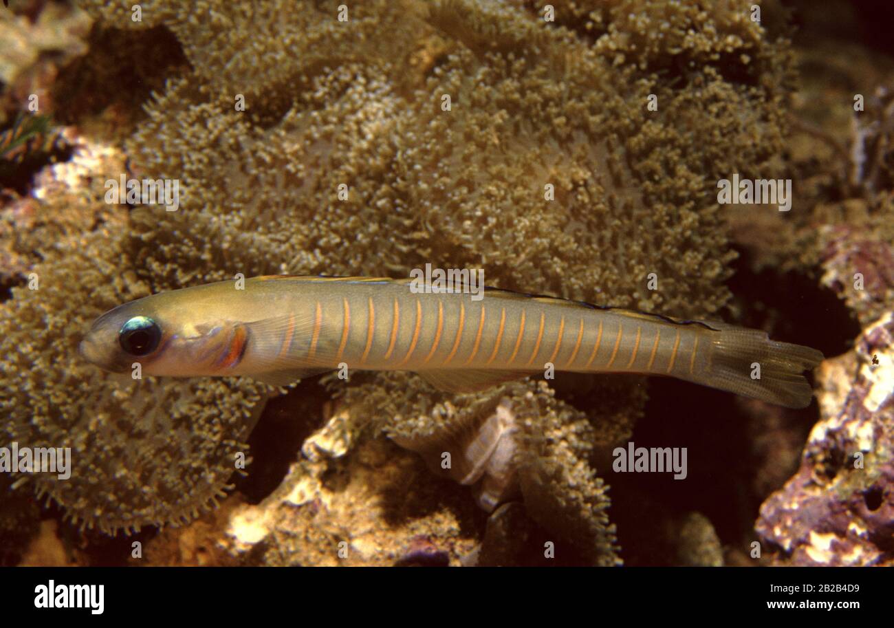 Zebra dartfish, Ptereleotris zebra Stock Photo - Alamy