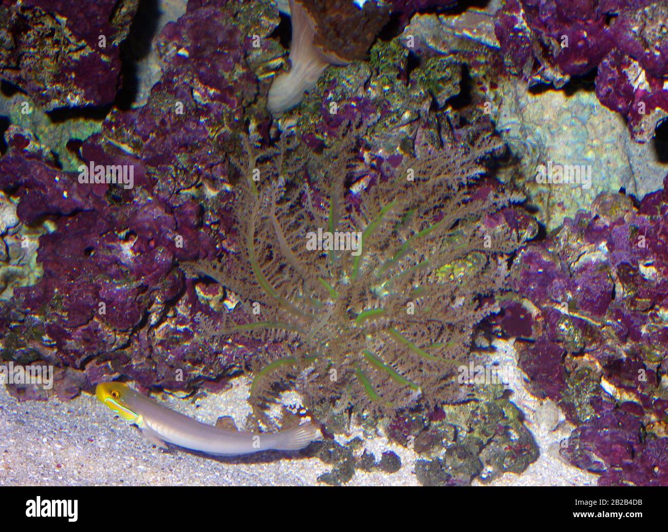 Strigata High Resolution Stock Photography and Images - Alamy