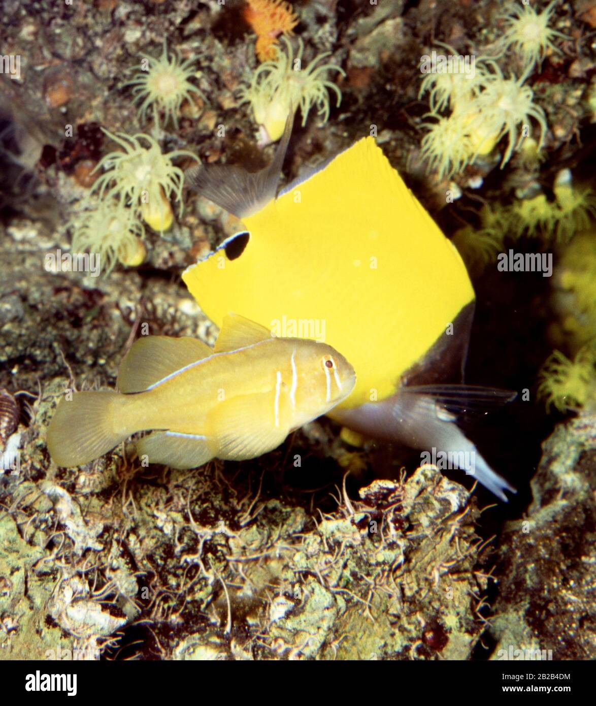 Citron goby (Gobiodon citrinus) and Long-nosed butterflyfish ...