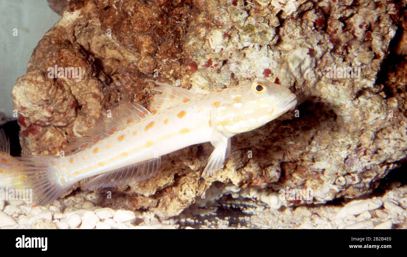 Maiden goby, Valenciennea puellaris Stock Photo - Alamy