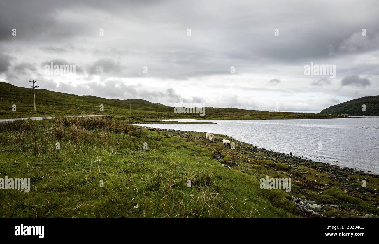 Scenic Scotland meadows with sheep in traditional landscape Stock Photo ...