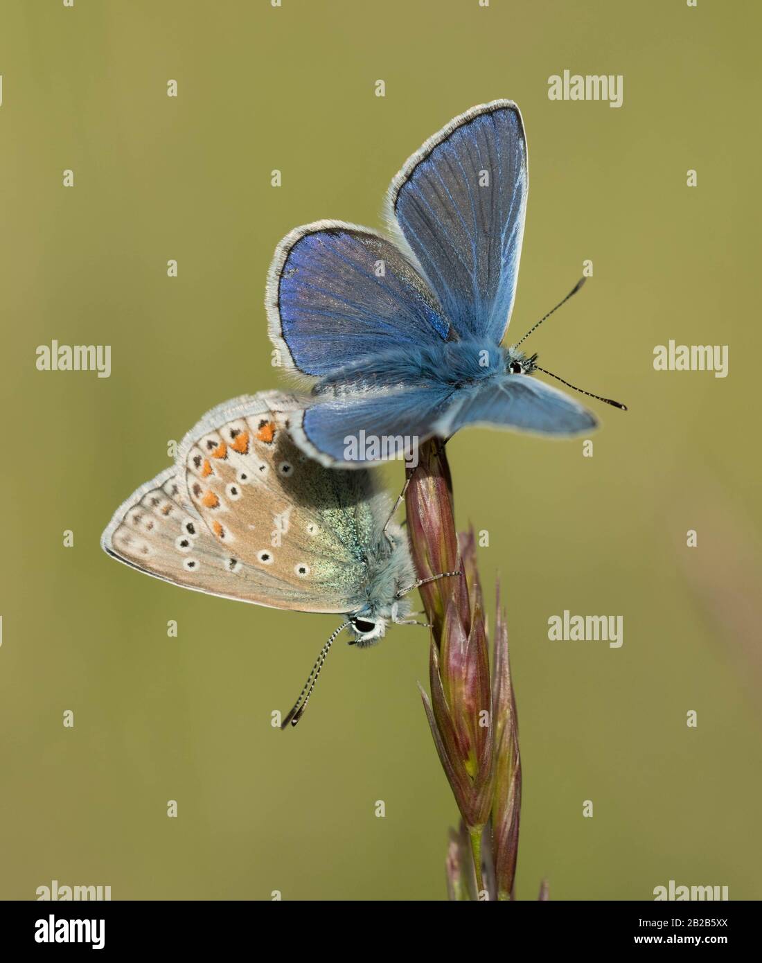 Common blue butterflies hi-res stock photography and images - Alamy