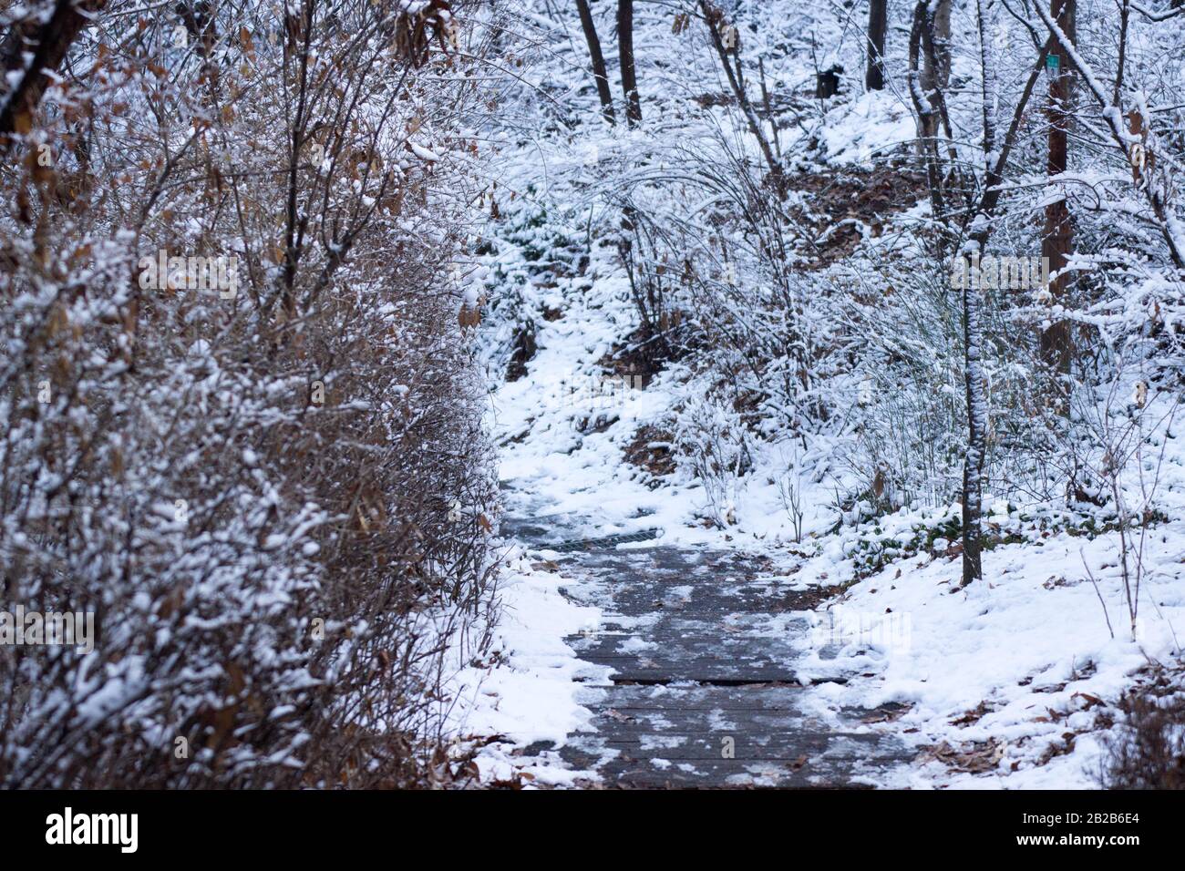 Snowy Mountain Path and Forest Stock Photo - Alamy