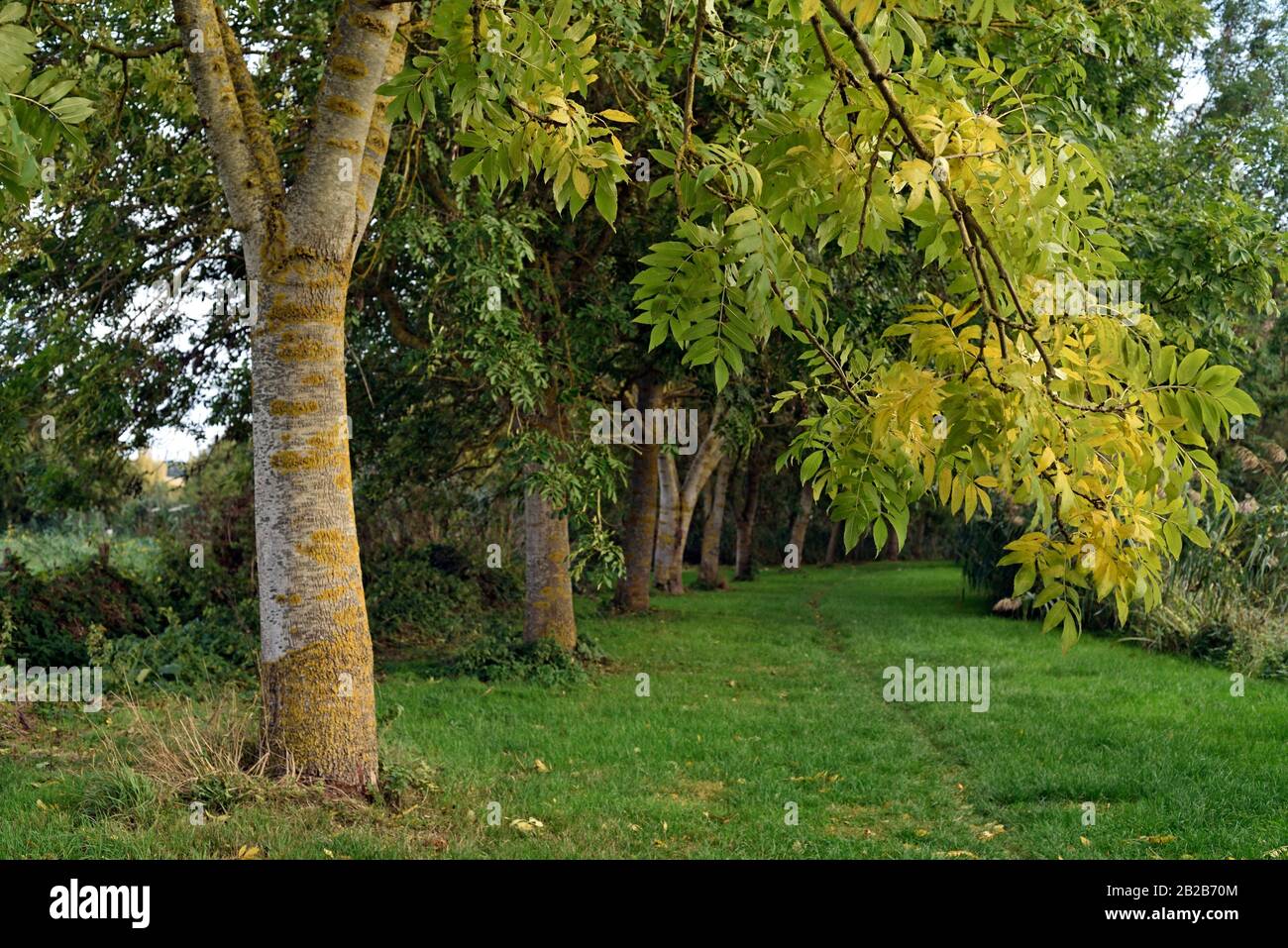 Le frene hi-res stock photography and images - Alamy