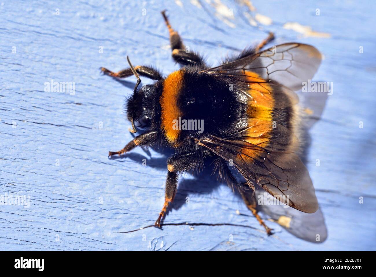 Bourdon Terrestre High Resolution Stock Photography and Images - Alamy