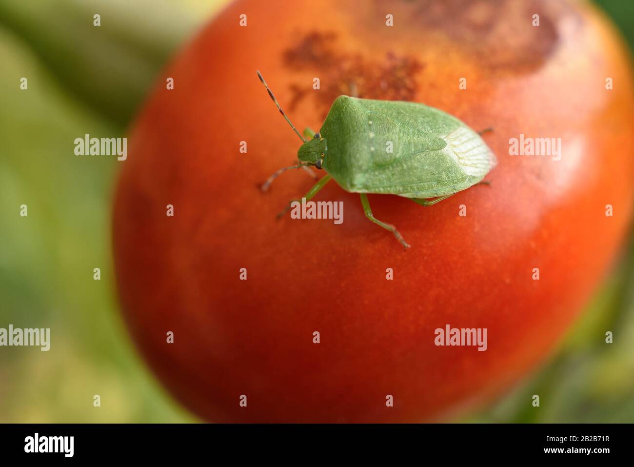 Punaise High Resolution Stock Photography and Images - Alamy