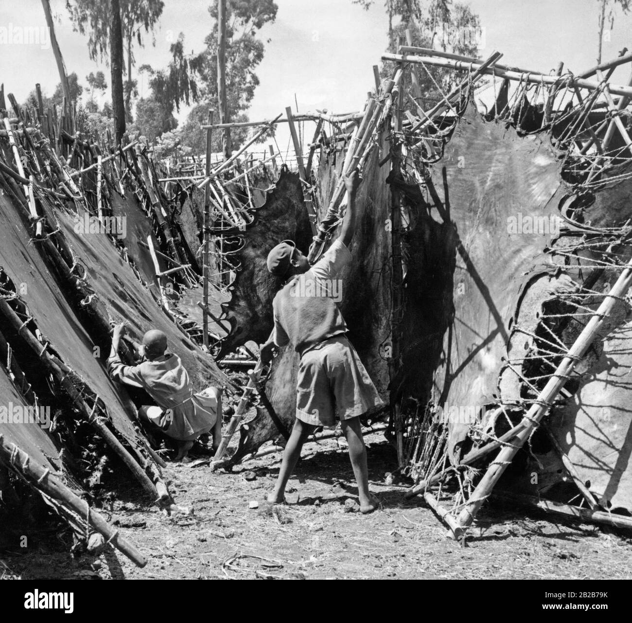 Abyssinian boys dry cattle hides. The photo was taken before 1935 Stock ...