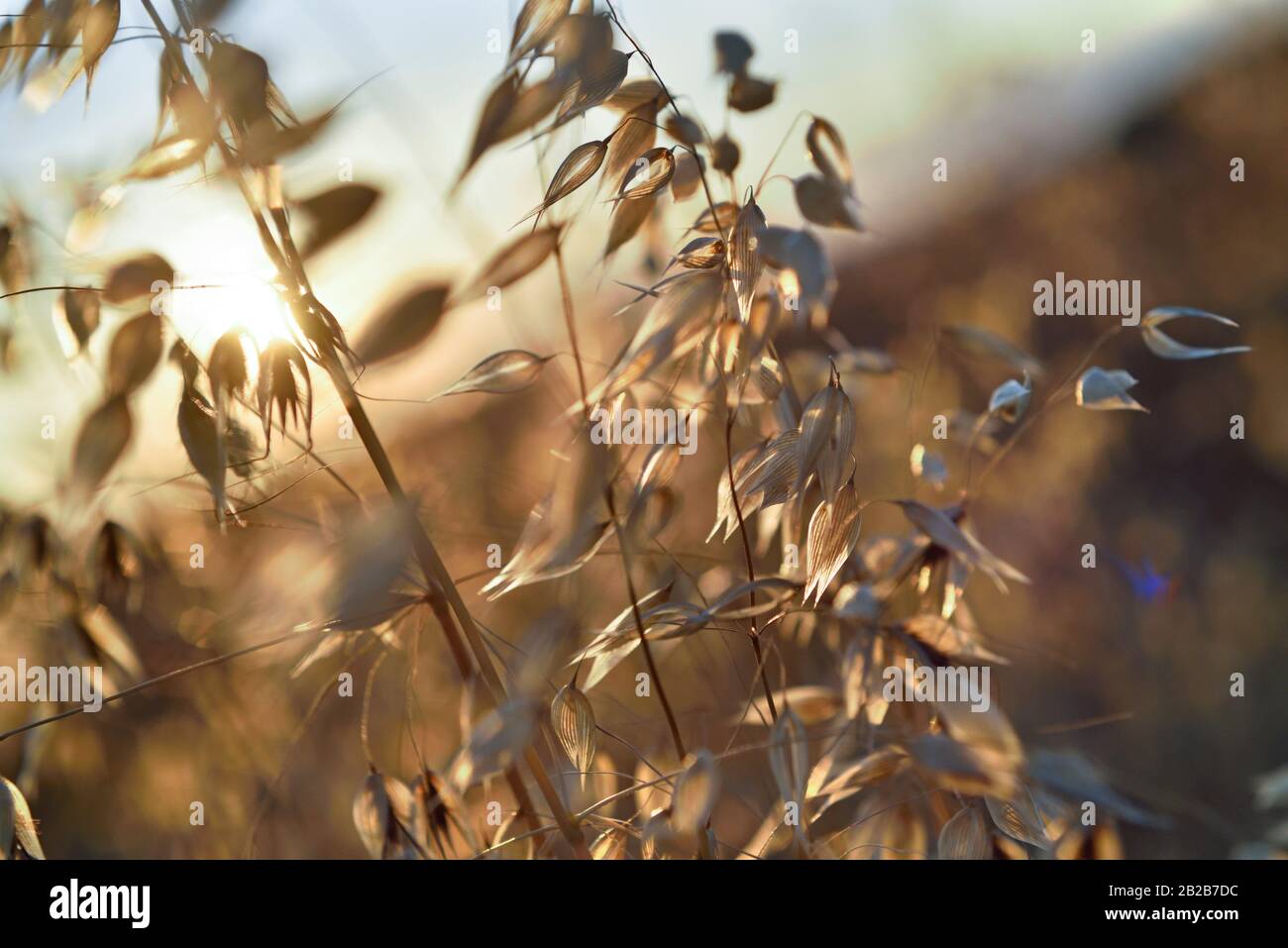 Oat image hi-res stock photography and images - Alamy