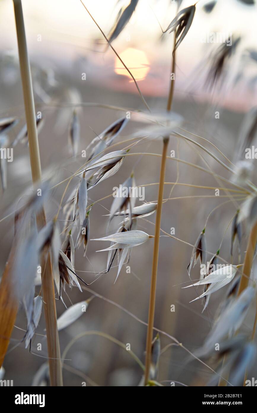 Avena rural hi-res stock photography and images - Alamy