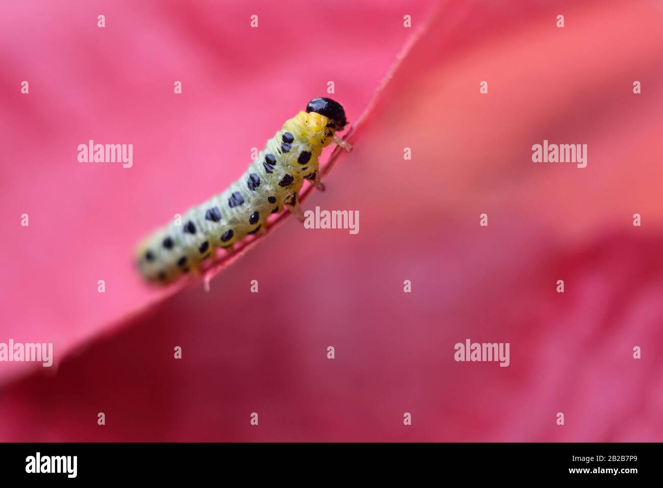 Symphyta hi-res stock photography and images - Alamy