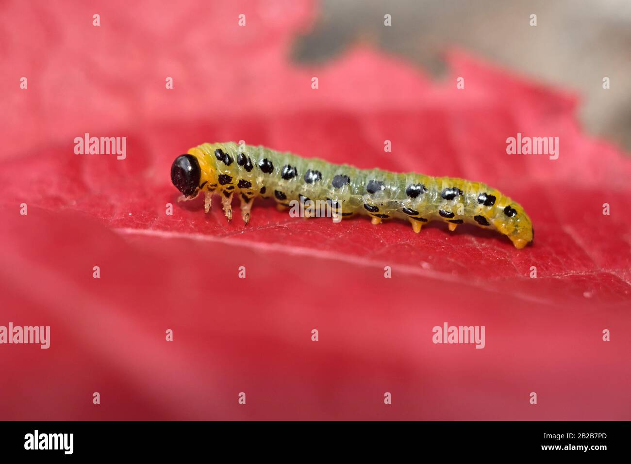 Symphyta hi-res stock photography and images - Alamy