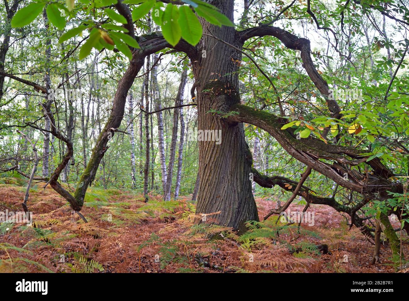 Old Chestnut Tree High Resolution Stock Photography and Images - Alamy