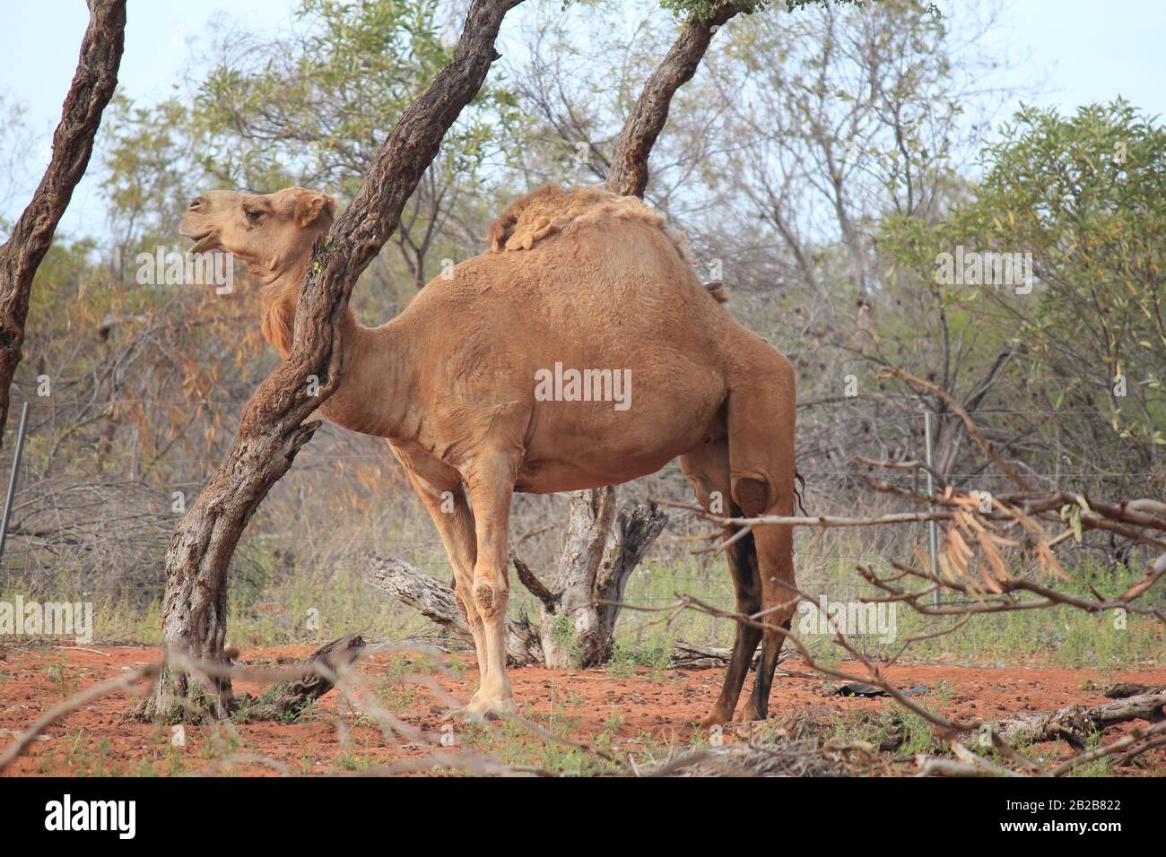 Bull camels hi-res stock photography and images - Alamy