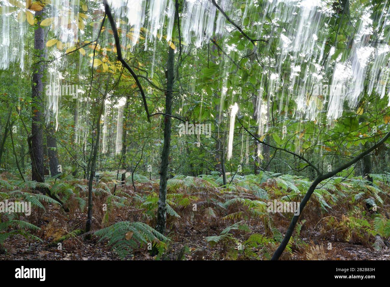 Forest Understory High Resolution Stock Photography and Images - Alamy