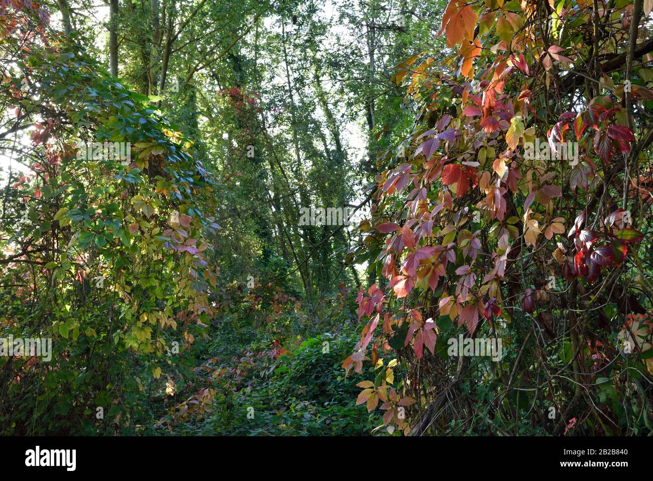 Virginia creeper (Parthenocissus quinquefolia), France, Europe Stock ...