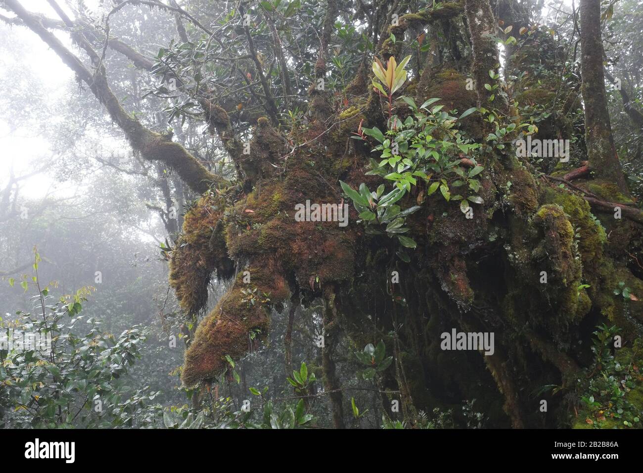 Mossy Forest, Cameron Highlands, Malaysia Stock Photo - Alamy
