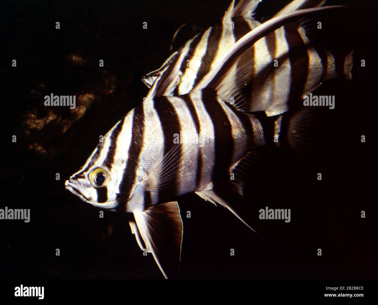 Old wife or bastard dory, Enoplosus armatus Stock Photo - Alamy