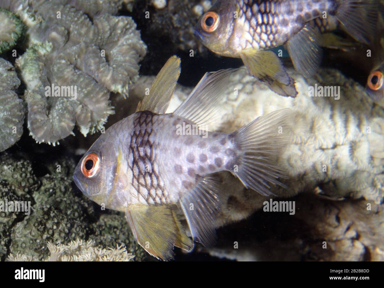Pajama cardinalfish, Sphaeramia nematoptera Stock Photo - Alamy