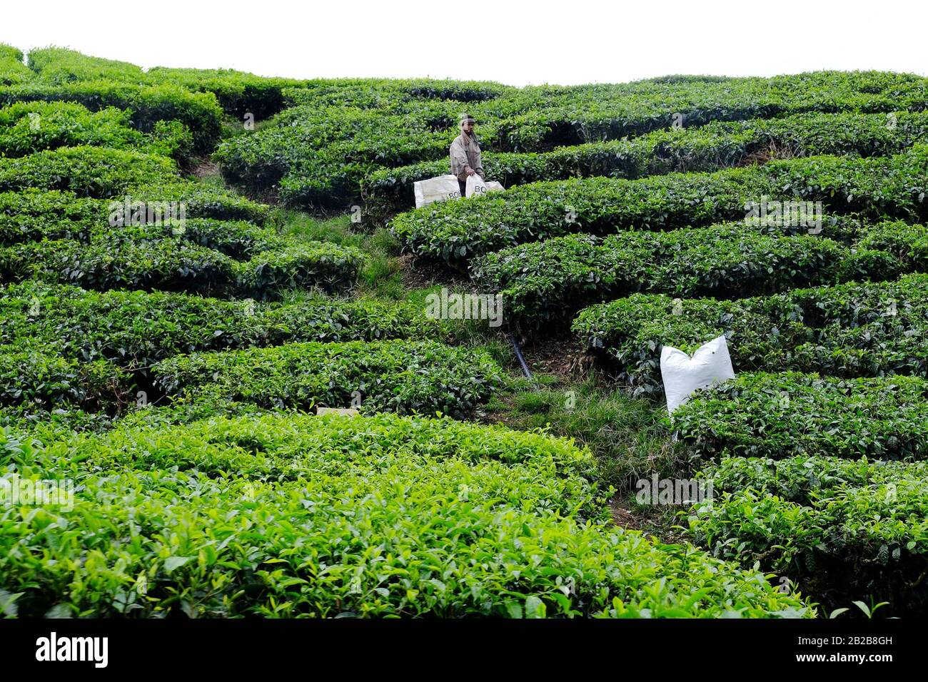 Tea workers malaysia hi-res stock photography and images - Alamy