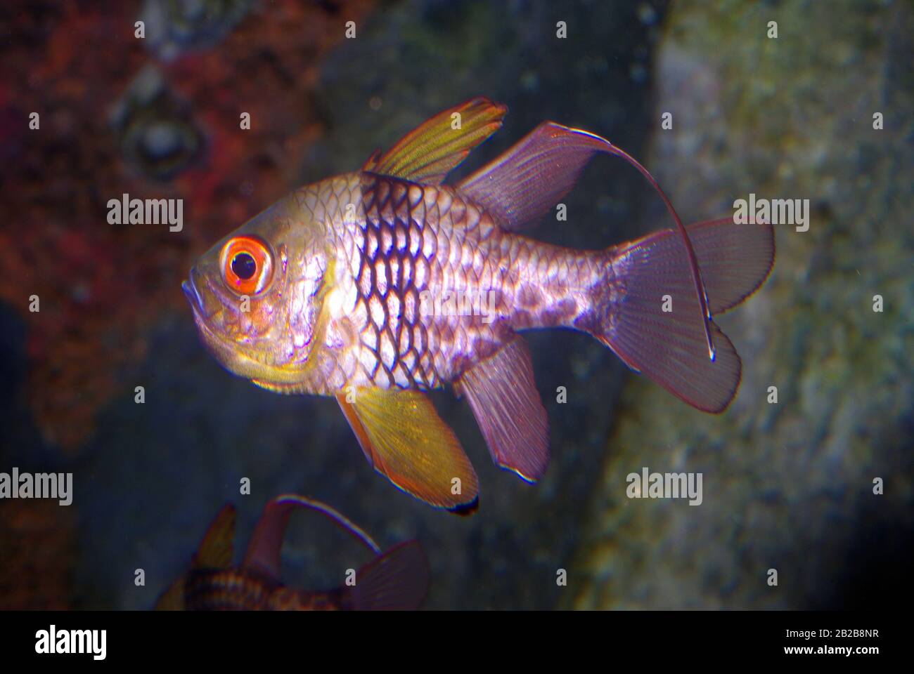 Pajama cardinalfish, Sphaeramia nematoptera Stock Photo - Alamy