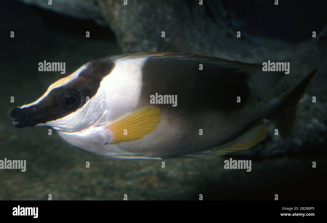 Magnificent rabbitfish, Siganus magnificus Stock Photo - Alamy