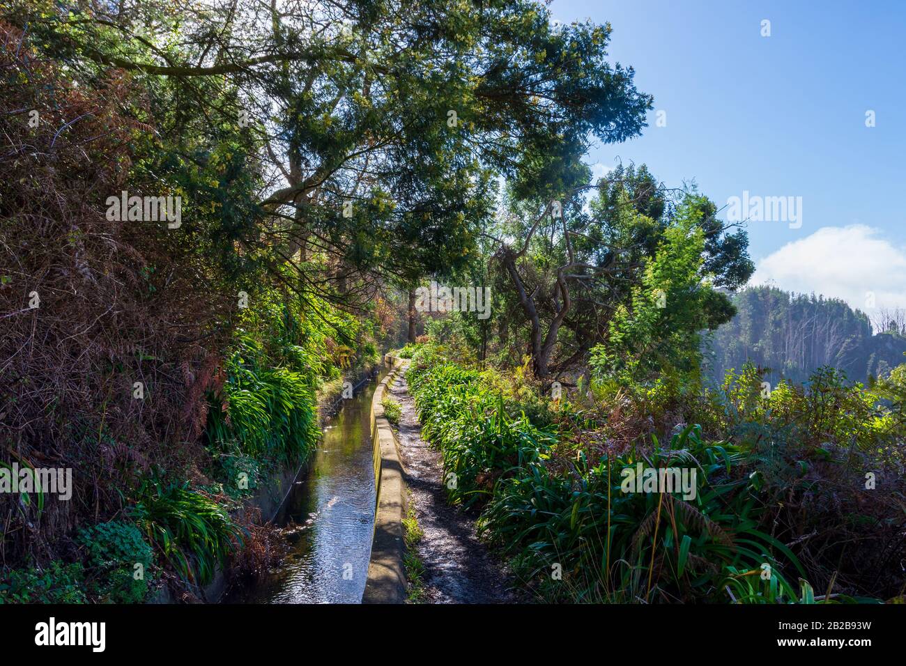 Path beside the open canal system called levadas through a forest with ...
