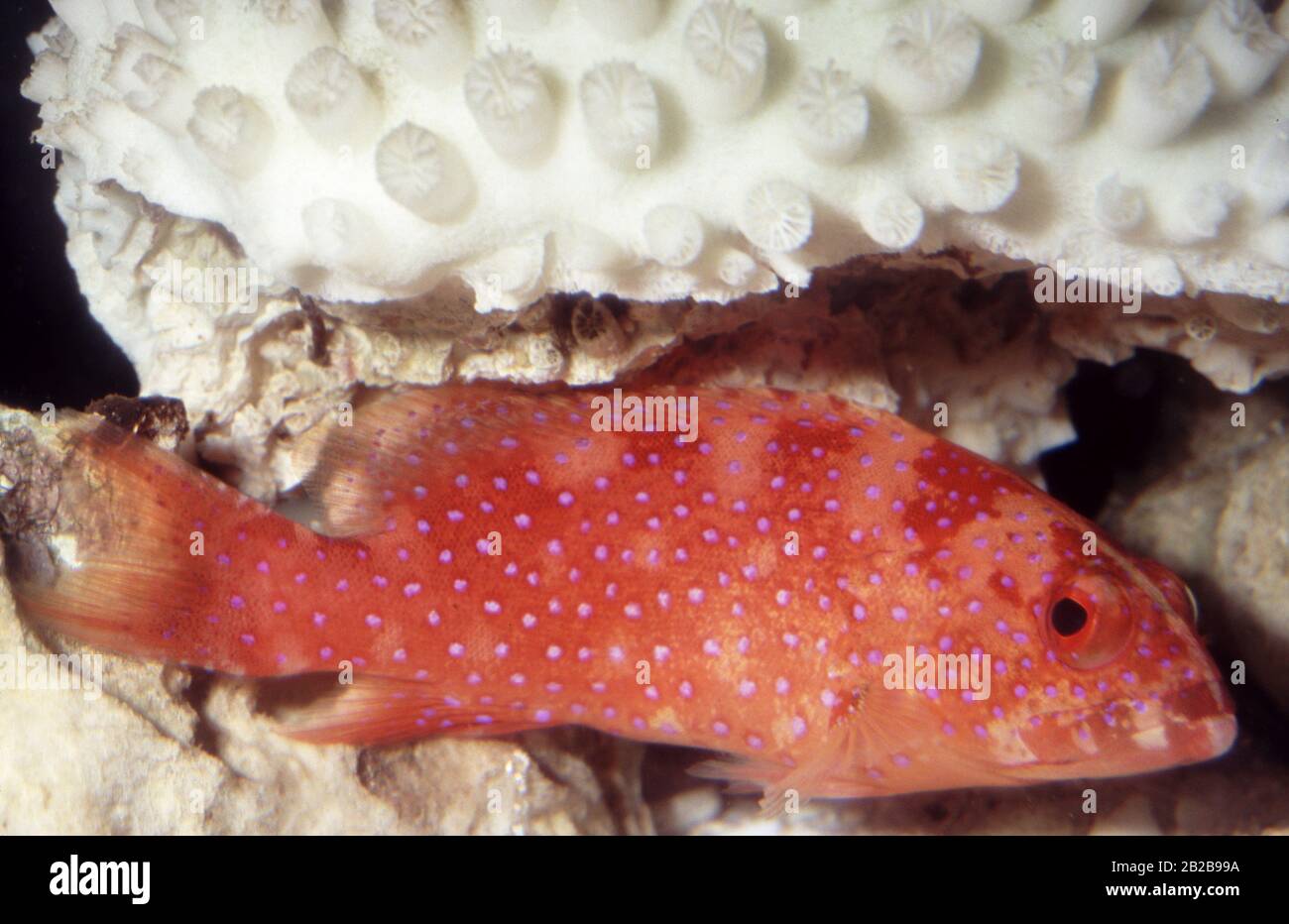 Leopard coral grouper, Plectropomus leopardus Stock Photo - Alamy