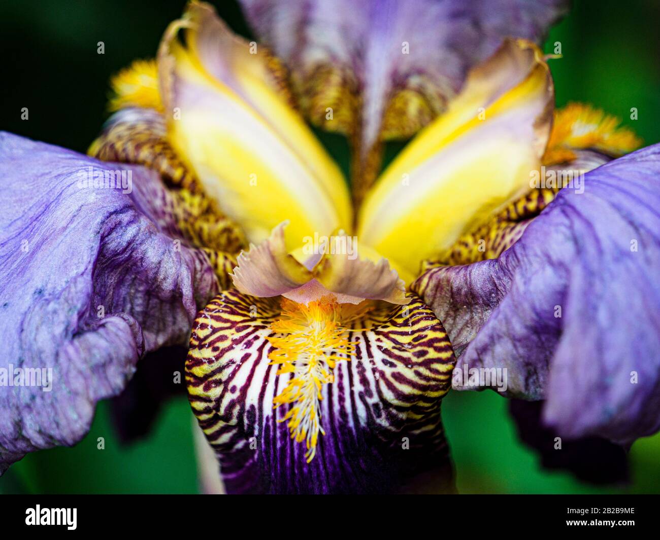 Tall bearded iris alcazar hi-res stock photography and images - Alamy