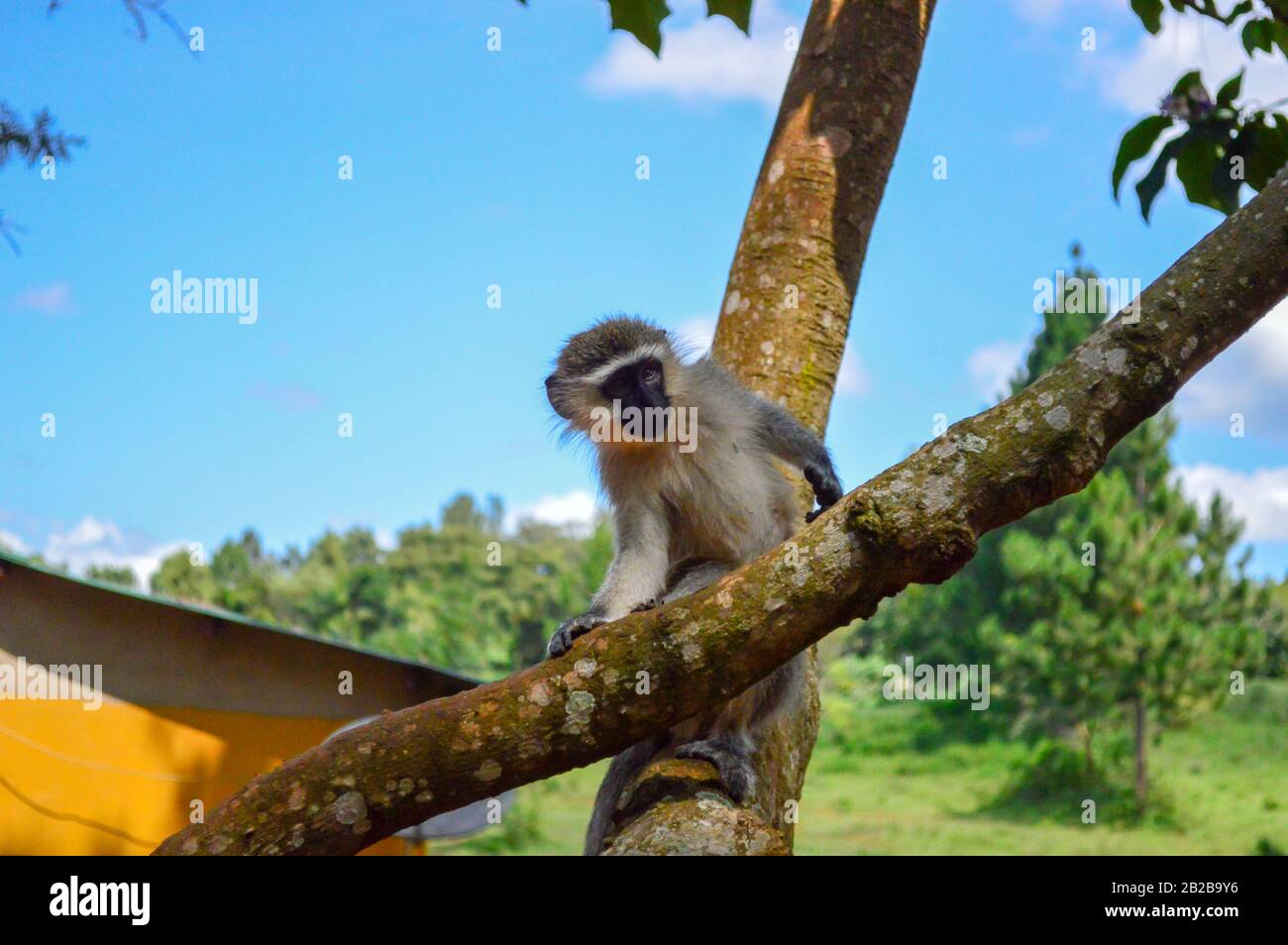 Vervet Monkey on a tree branch in Jinja, Uganda Stock Photo - Alamy
