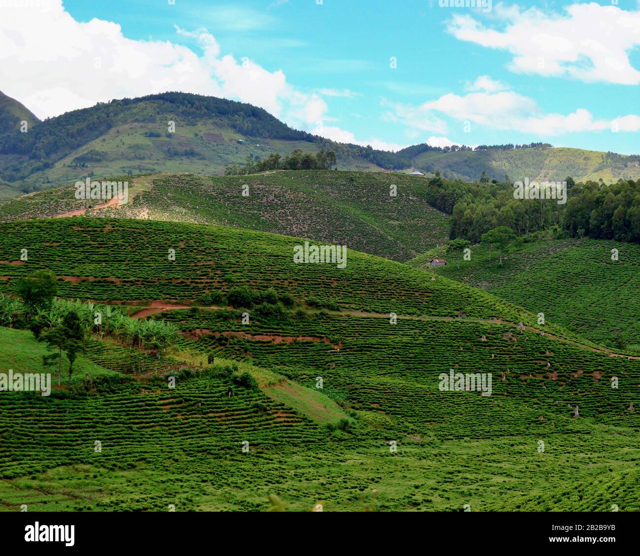 Agriculture on the rolling hills of Kanungu District in Western Uganda ...
