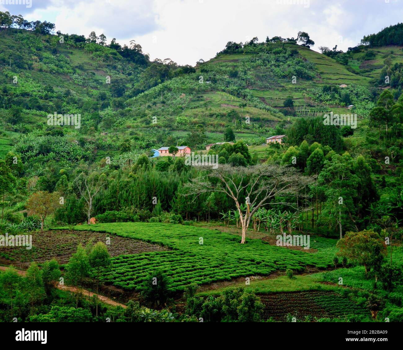 A typical rural agricultural scene in Kanungu District, Western Uganda ...