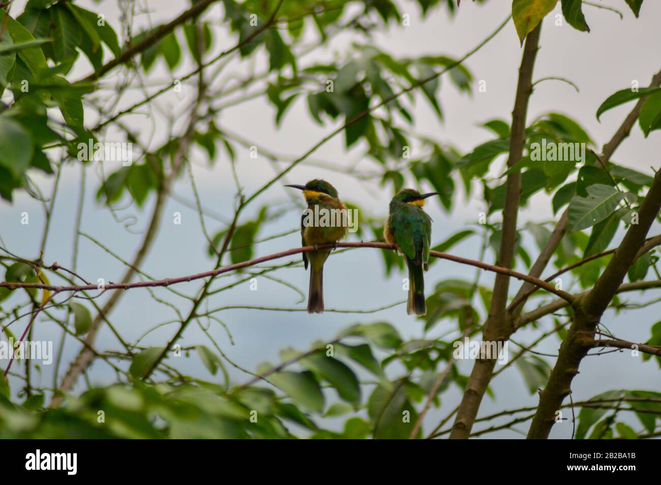 Merops oreobates hi-res stock photography and images - Alamy