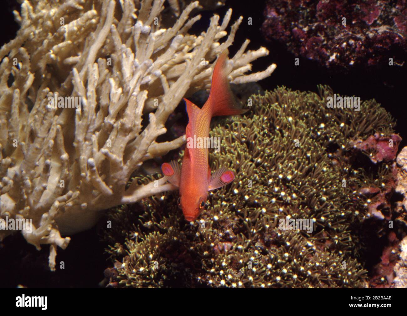 Male grouper hi-res stock photography and images - Alamy