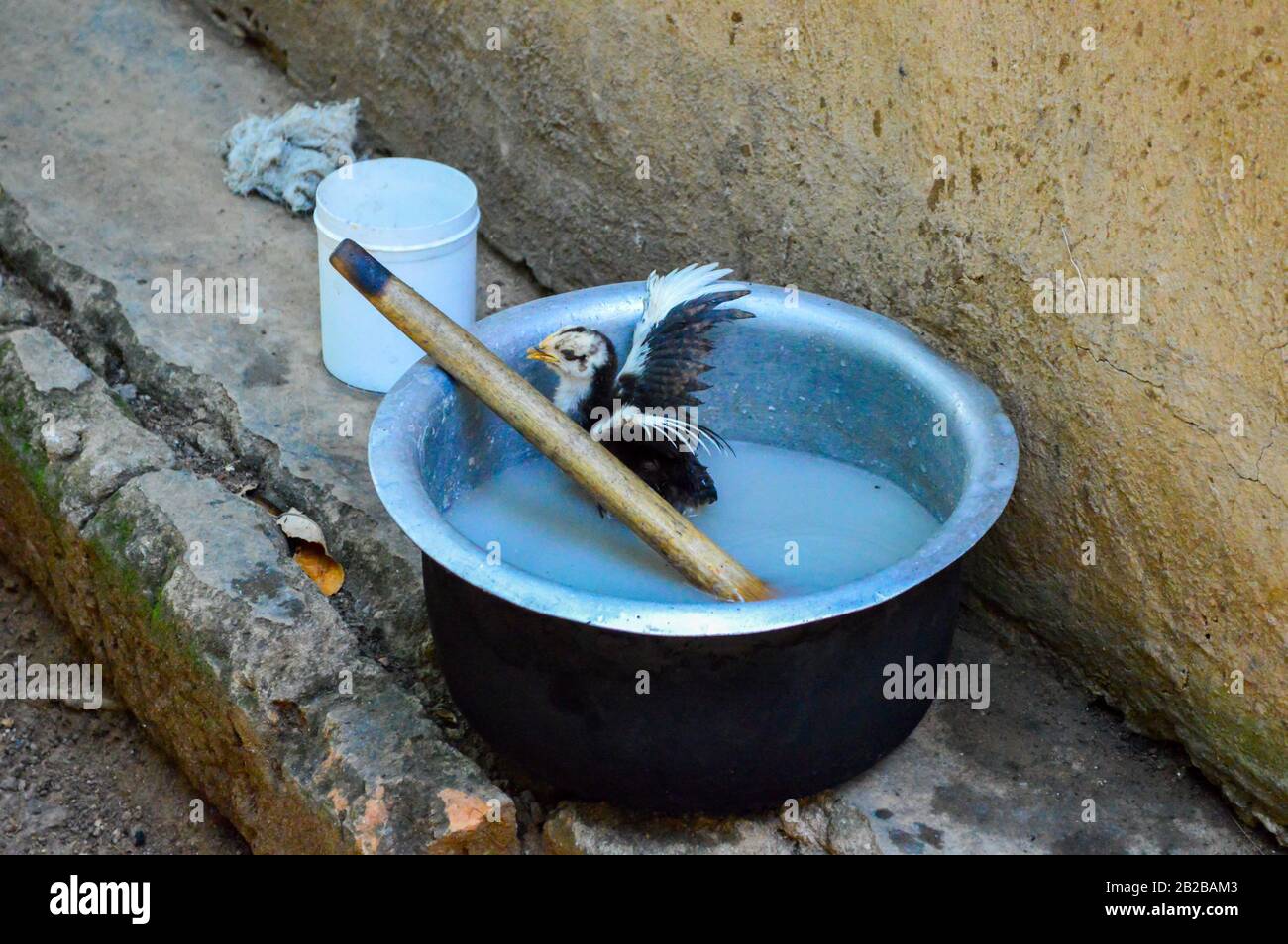 A young chick is stuck in a cooking pot in an outdoor Kitchen in ...