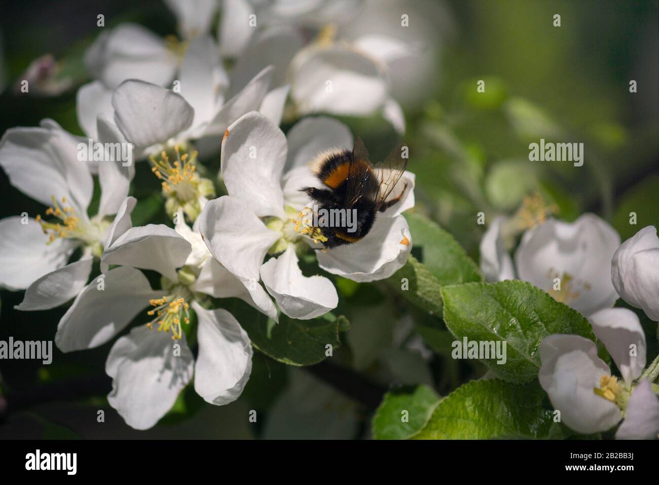 Bumblebee pollinating a flowering apple tree. Nature Stock Photo - Alamy