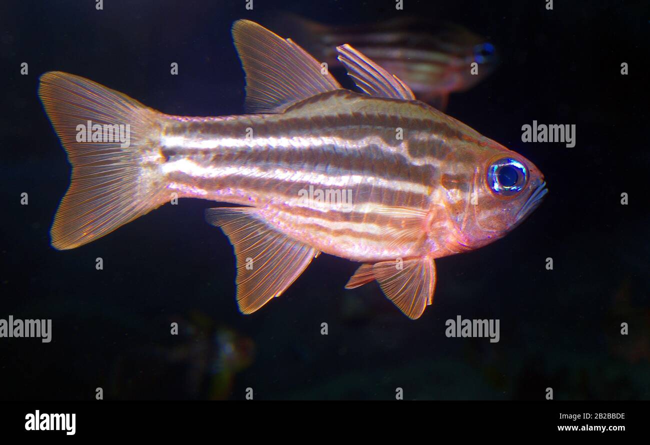 Striped cardinalfish hi-res stock photography and images - Alamy