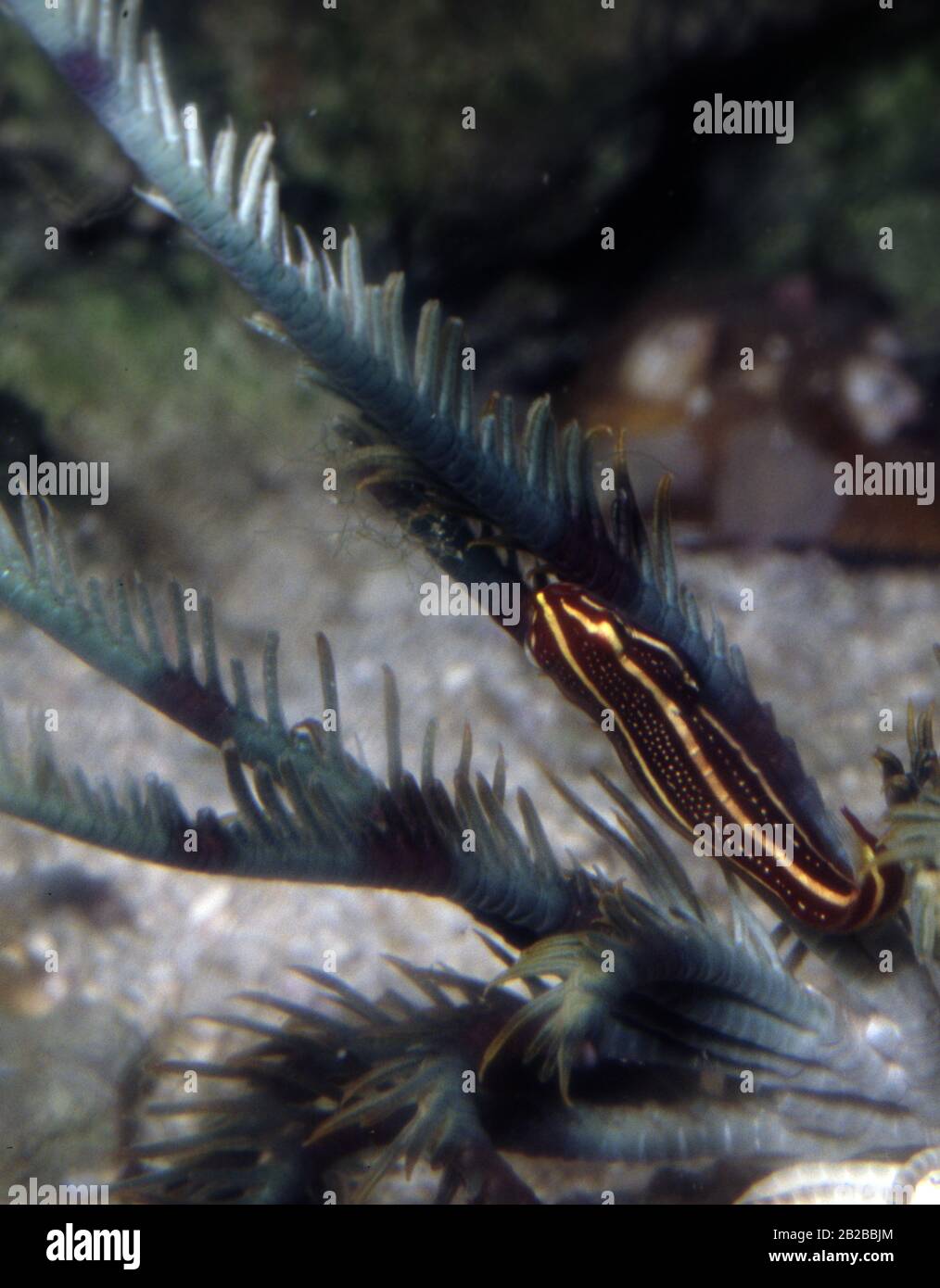Feather-star clingfish (Discotrema lineatus) commensal on crinoid ...
