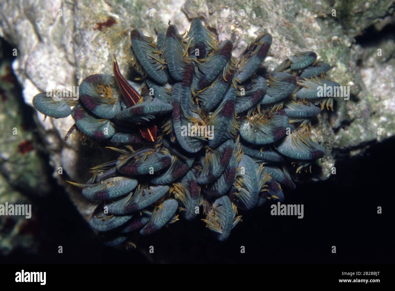 Feather-star clingfish (Discotrema lineatus) commensal on crinoid ...