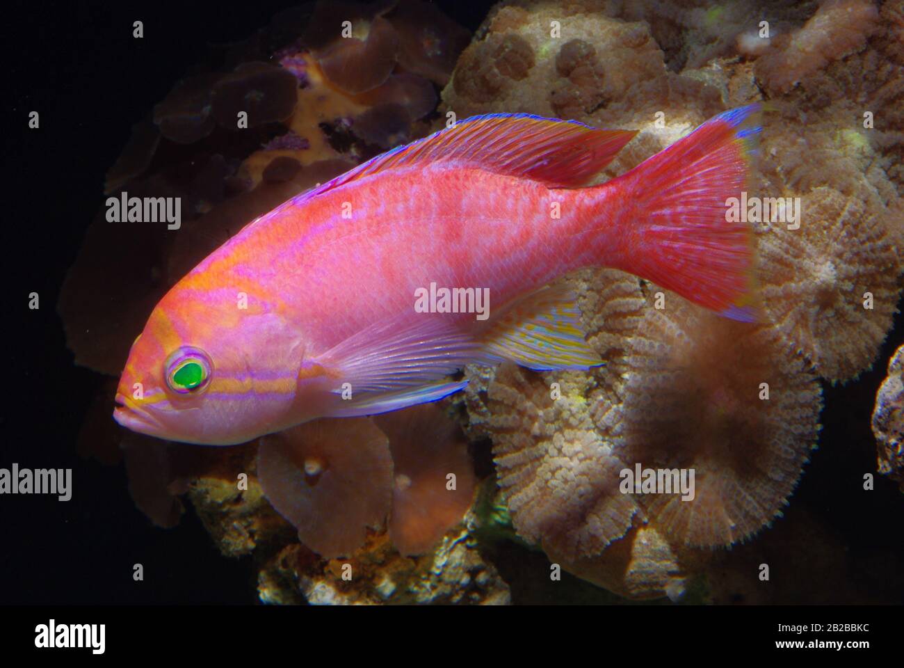 Bimaculatus Anthias